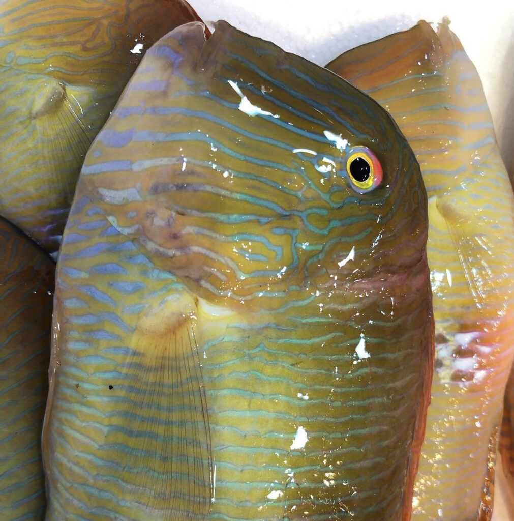 Loritos (temporada) 1kg – peixateriafite.com